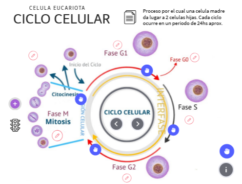 Imagen interactiva - CICLO CELULAR