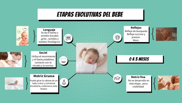 Bebe Etapas