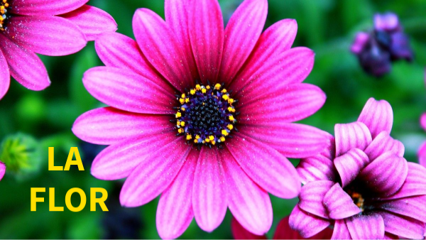 LA FLOR