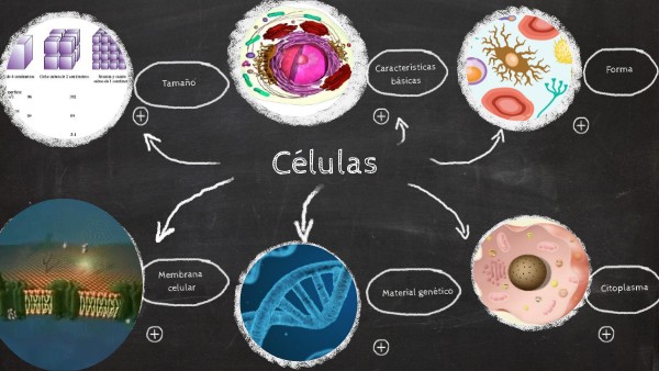 Celula/generalidades