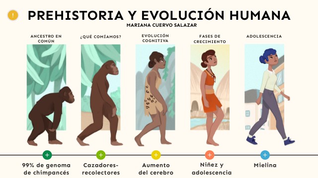 ETAPAS DE EVOLUCIÓN HUMANA