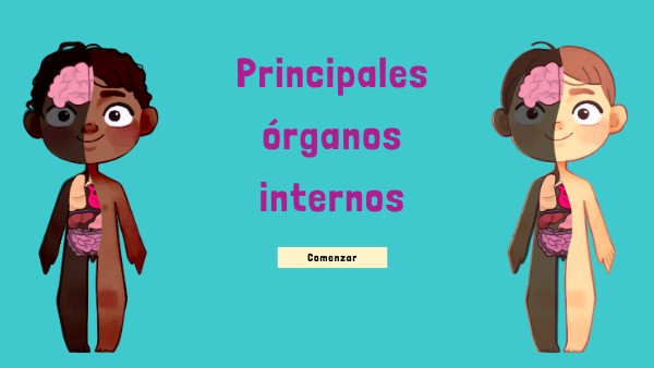 2T_Principales órganos internos