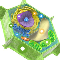 INTERACTIVE PLANT CELL MODEL