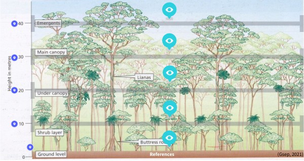 Amazon Rainforest Layers Galo