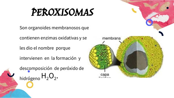Peroxisomas