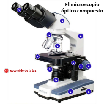 Partes del microscopio óptico compuesto