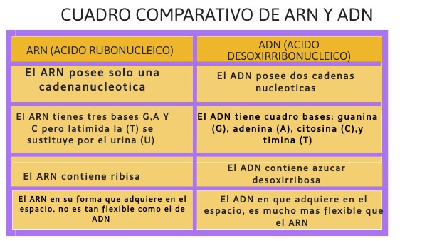 Diferencias Entre Adn Y Arn Cuadro Comparativo