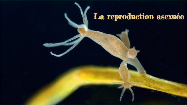5ème Reproduction asexuée