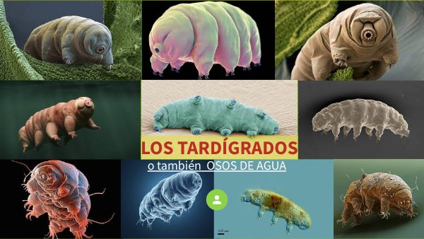 PRESENTACIÓN Los Tardígrados