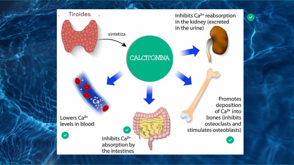 Calcitonina. Laura AF