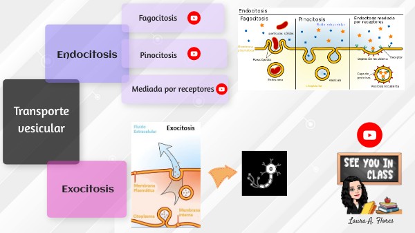Endocitosis Ejemplos
