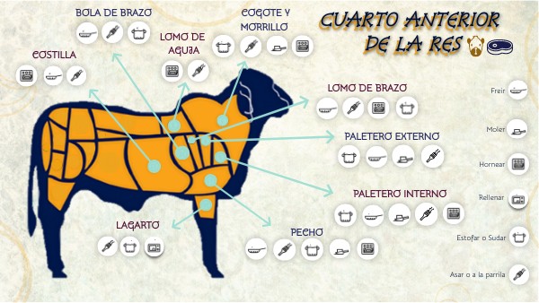 CUARTO ANTERIOR DE LA RES