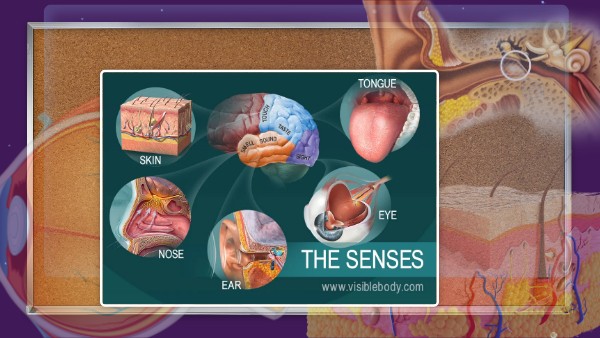 Los sentidos