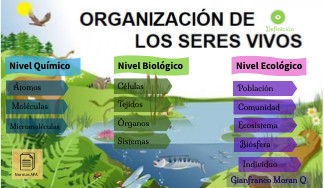 Niveles de organización de los seres vivos