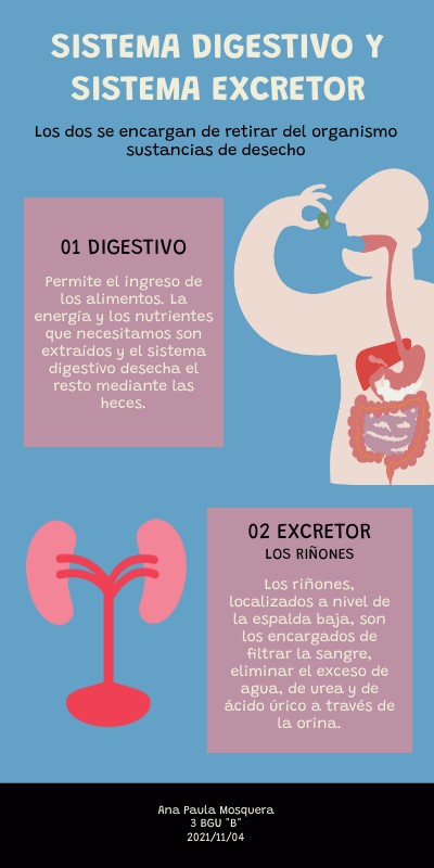 Sistema Digestivo y Sistema Excretor