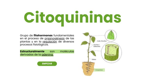 Hormonas vegetales: Citoquininas.