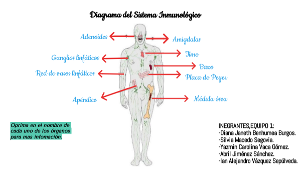 ESQUEMA DEL SISTEMA INMUNOLÓGICO.