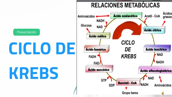 CICLO DE KREBS