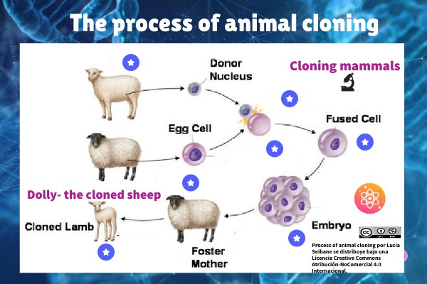 The process of animal cloning