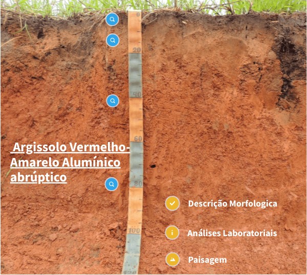 Argissolo Vermelho-Amarelo Alumínico abrúptico