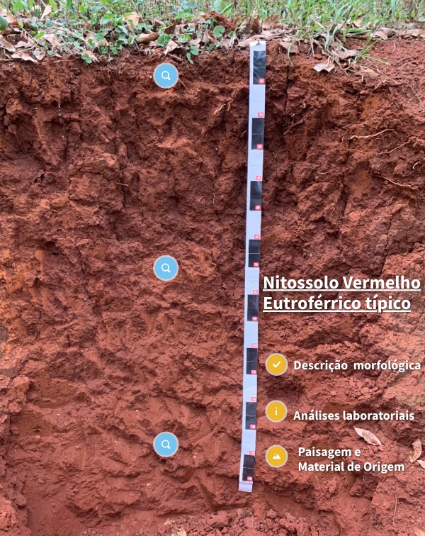 Nitossolo Vermelho Eutroférrico típico