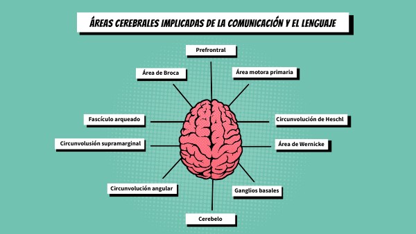 Áreas Cerebrales Comunicación y Lenguaje