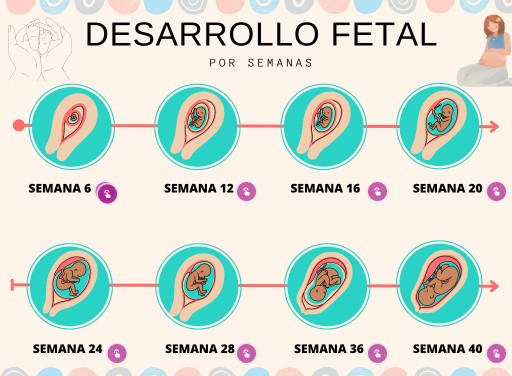DESARROLLO FETAL
