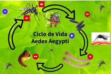 Ciclo de vida del mosquito Aedes aegypti.