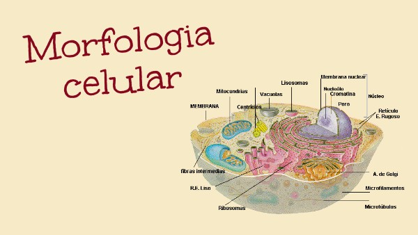 Morfologia celular 8avo