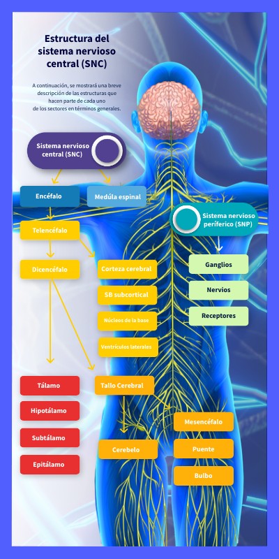 Estructura del sistema nervioso central (SNC)