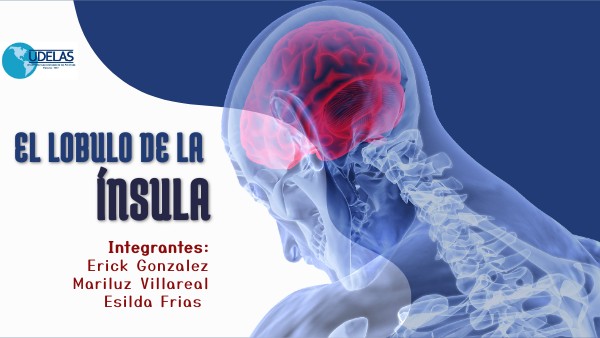 Lóbulo de la ínsula