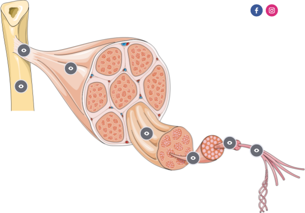 imagen interactiva de la estructura del músculo