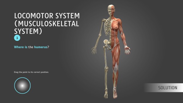 THE LOCOMOTOR SYSTEM