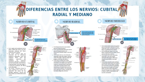 DIFERENCIAS ENTRE LOS NERVIOS: CUBITAL, RADIAL Y MEDIANO