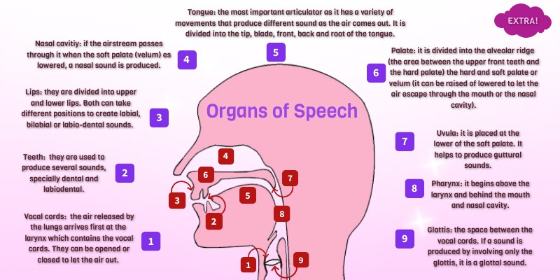TP 1- ORAL- Organs of speech