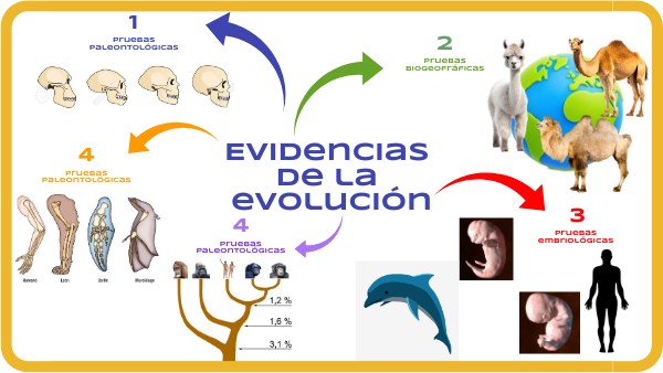 Evolución