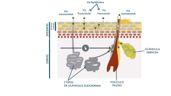 Vías de penetración piel