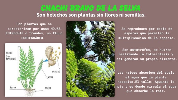 chachi bravo de la selva