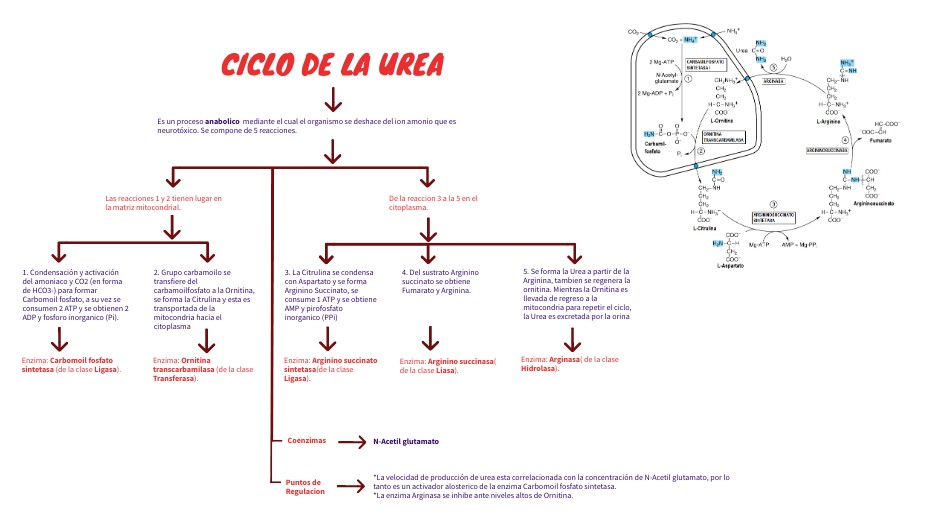 Ciclo Urea
