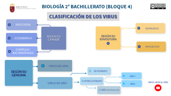 CLASIFICACIÓN DE VIRUS