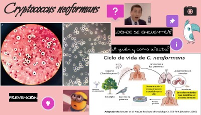 Cryptococcus neoformans