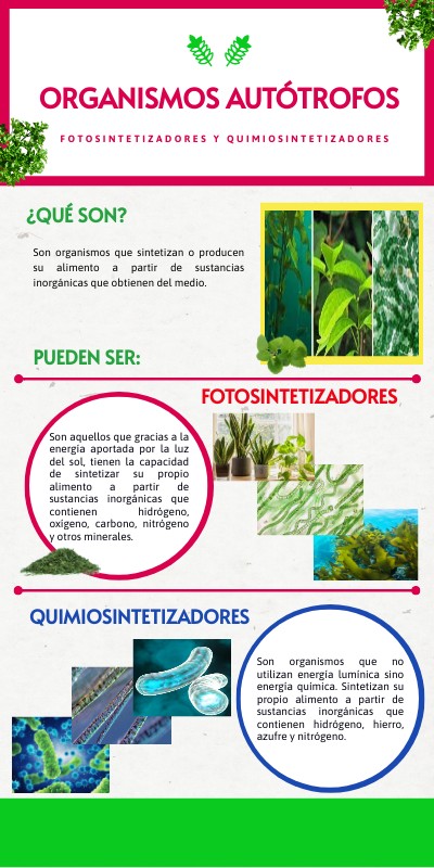 ORGANISMOS AUTÓTROFOS