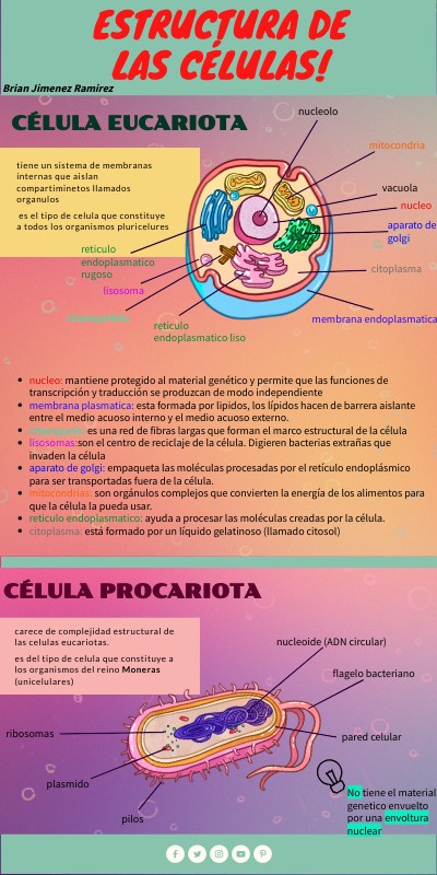 estructuras de las células