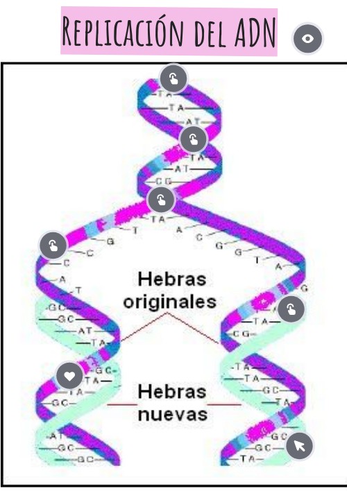 REPLICACIÓN DEL ADN Y TRANSCRIPCIÓN DEL ARN