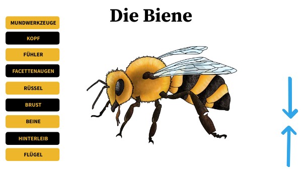 Körperbau der Biene