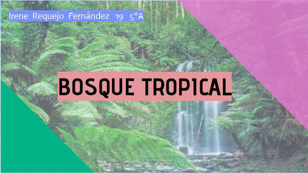 Bosque Tropical