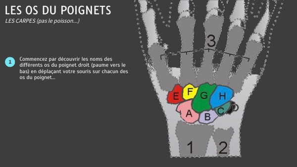 découverte - LES OS DU POIGNET