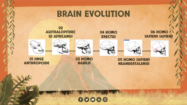 BRAIN EVOLUTION