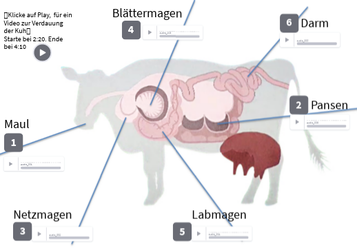 Die Verdauungsorgane der Kuh