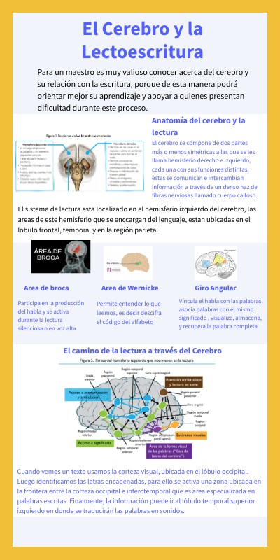 El cerebro y la lectoescritura